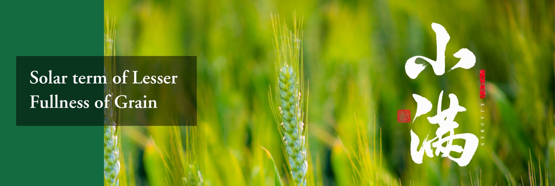 Solar term of Lesser Fullness of Grain (小滿) : When wheat on the ridge ...